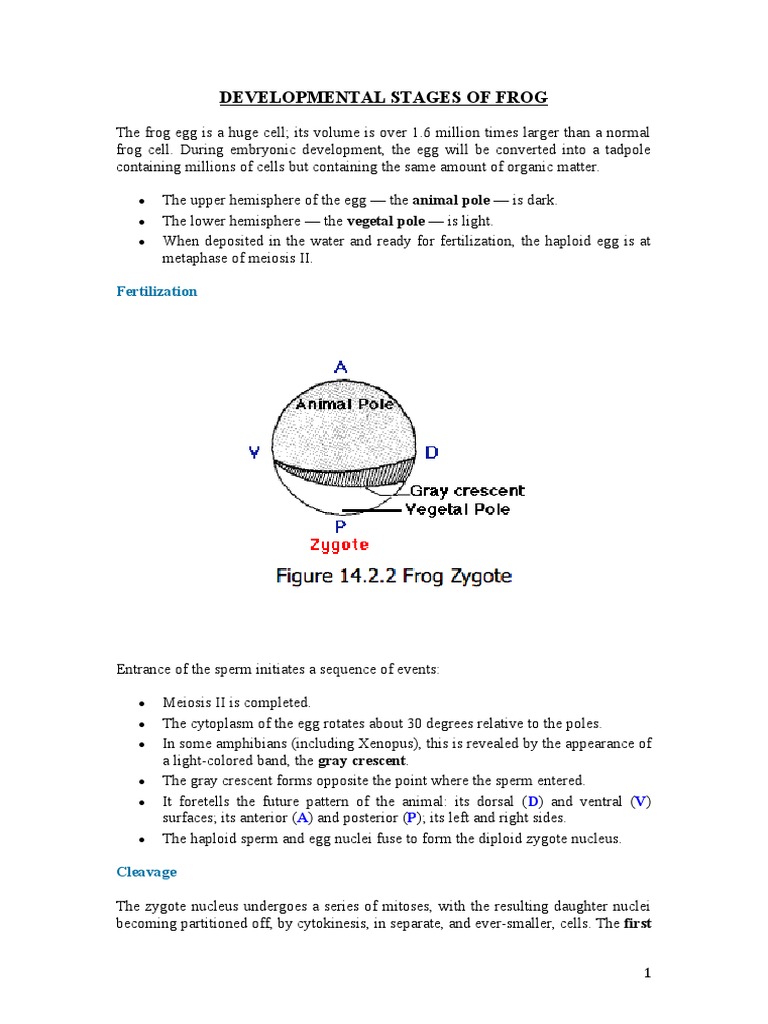 Practical - DEVELOPMENTAL STAGES OF FROG | PDF | Biological Processes ...