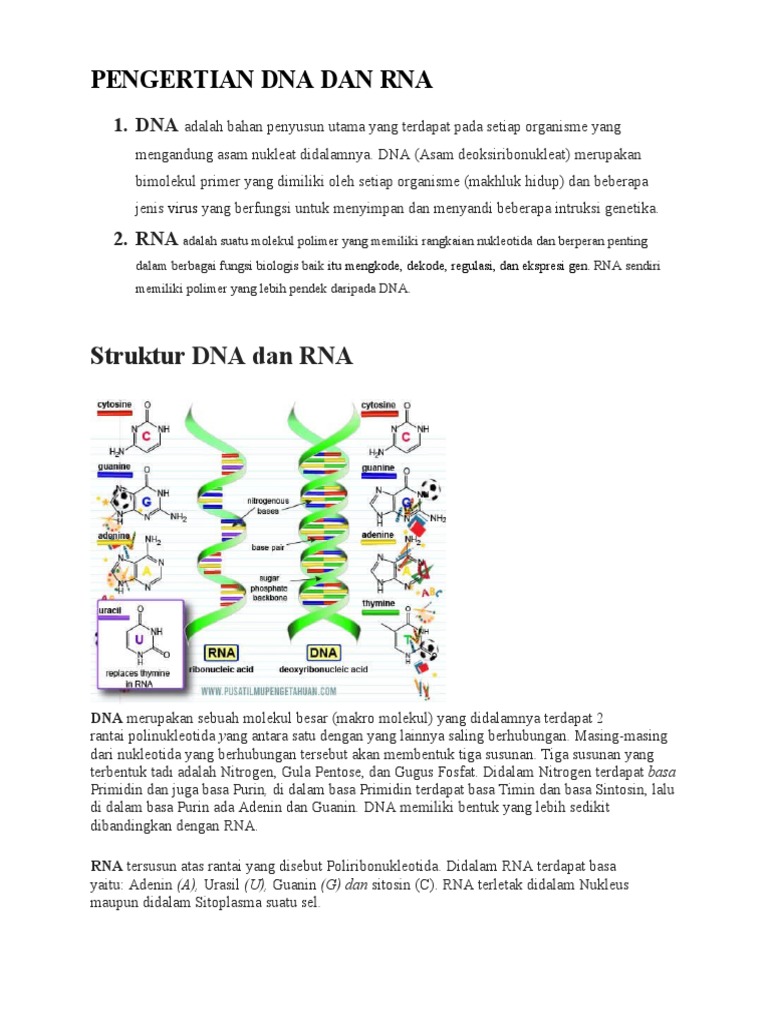DNA Dan RNA | PDF | Sains & Matematika