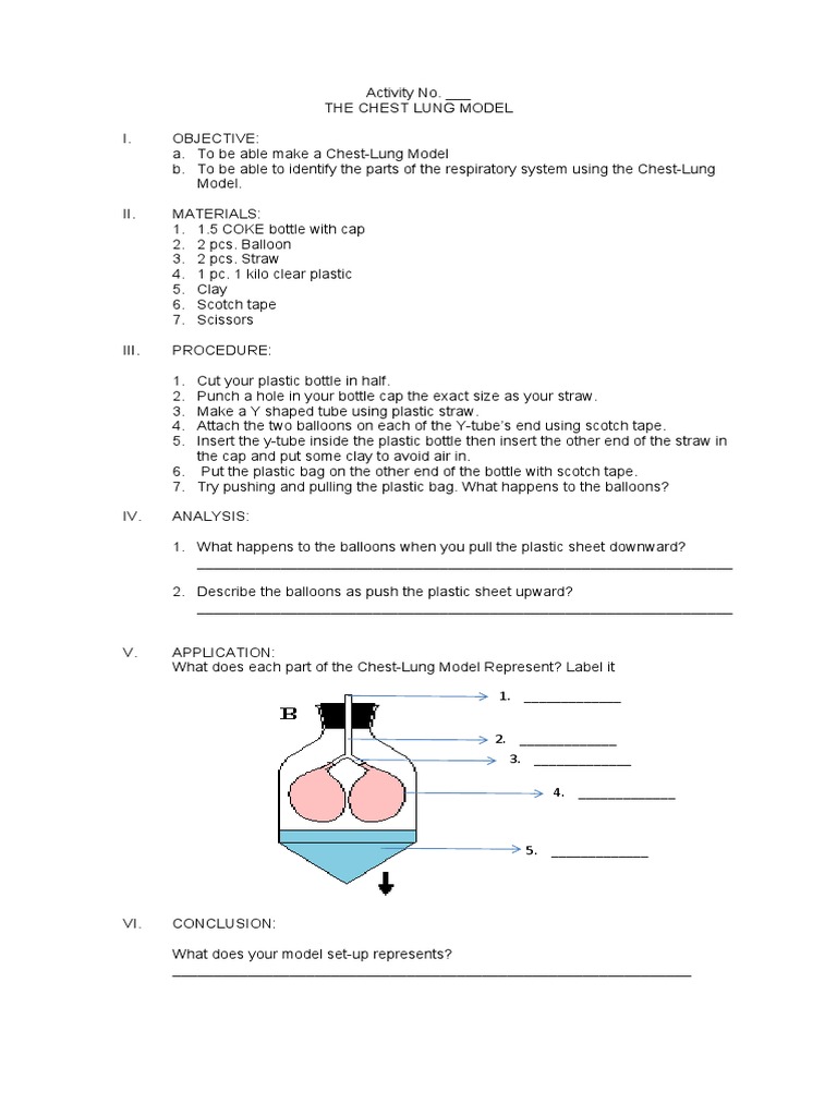 Chest-Lung Model | PDF