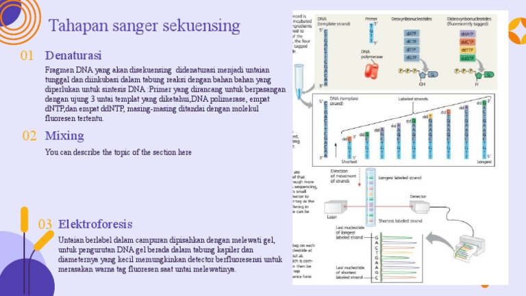 Tahapan Sanger Sekuensing | PDF