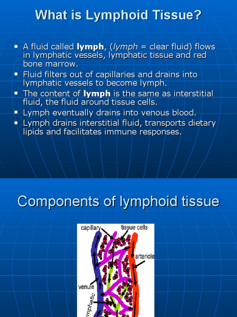 Lymphoid Organs in Detail | PDF | Lymphatic System | Lymph Node