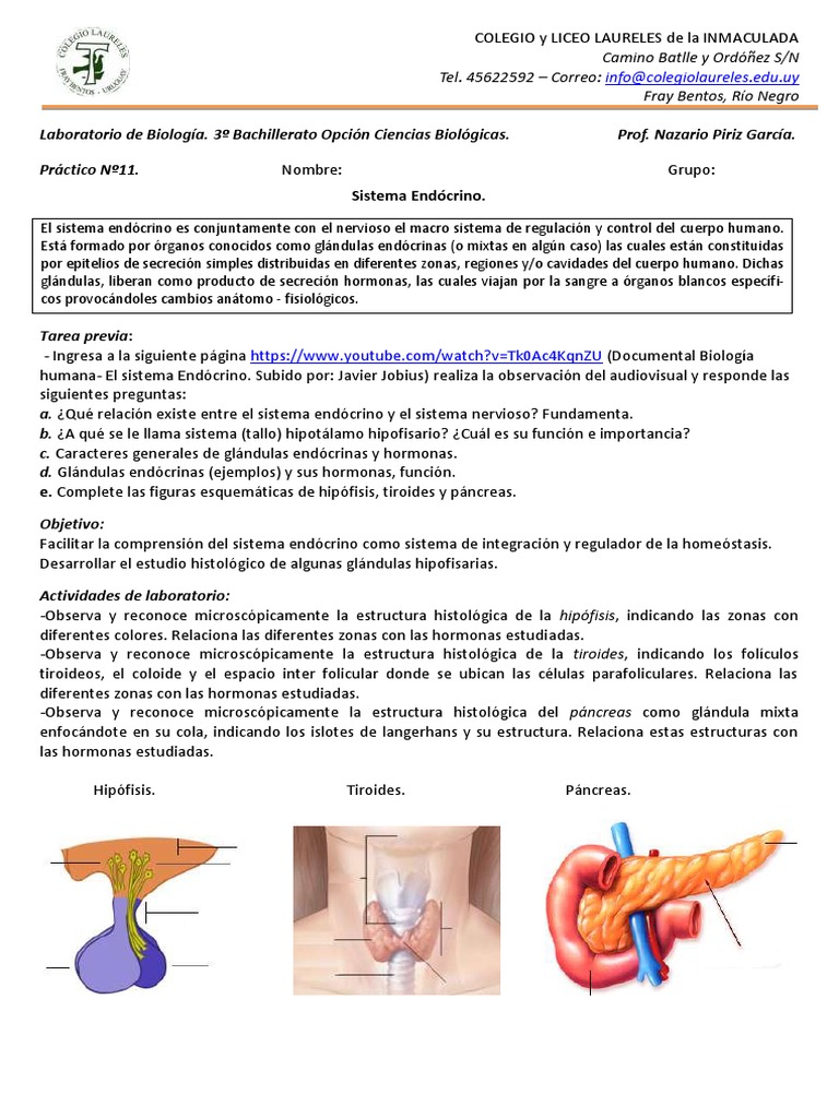 Práctico #11 Sistema Endócrino CL | PDF | Sistema endocrino | Glándula pituitaria