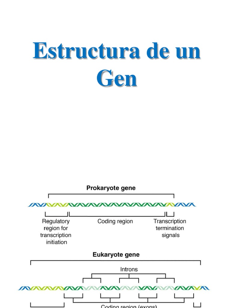 A 01 Estructura De Un Gen Pdf Promotor Genética Adn