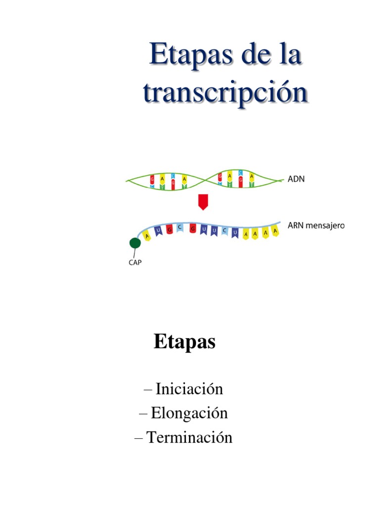 A-04 Etapas de Transcripciã N | PDF | Rna | Adn