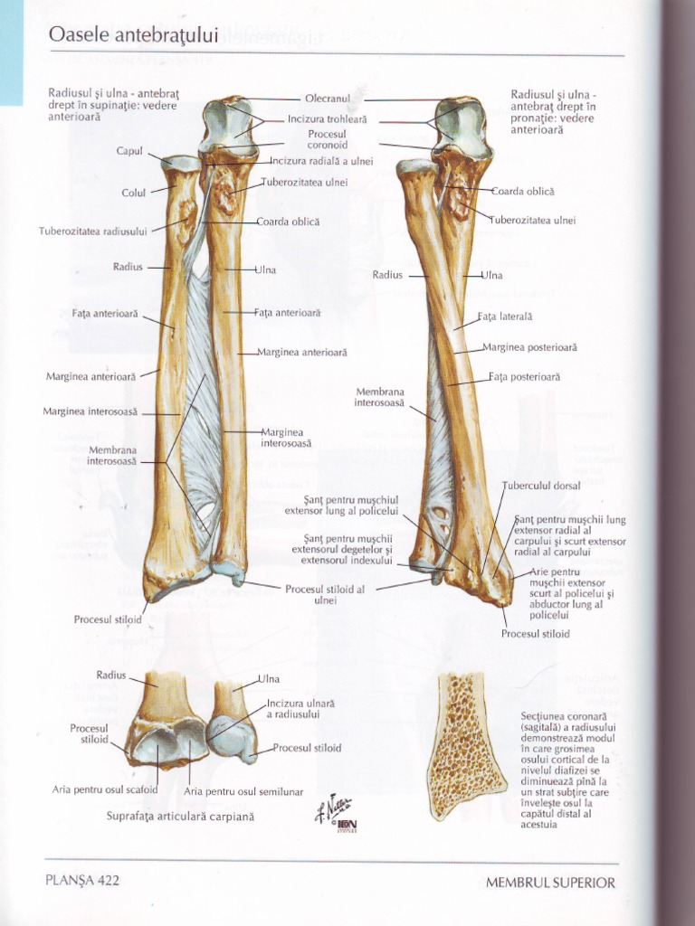 Antebrat - Anatomia | PDF