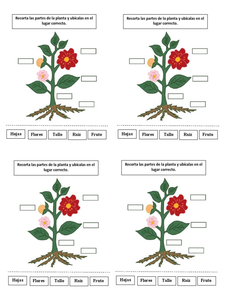 Ficha 15 de Febrero Las Plantas | PDF | Hogar, jardinería y bricolaje