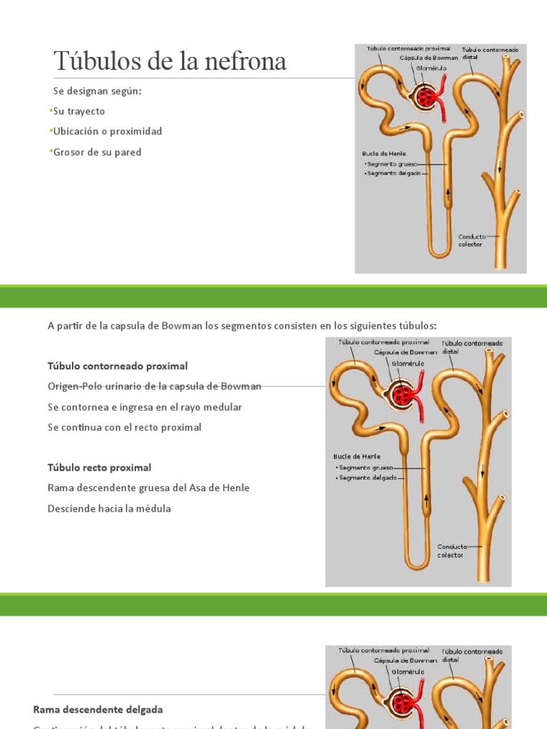 Túbulos de La Nefrona | PDF