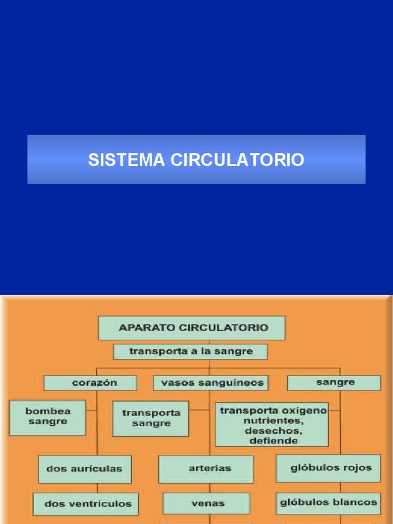 Sistema Circulatorio | PDF | Sistema circulatorio | Vena