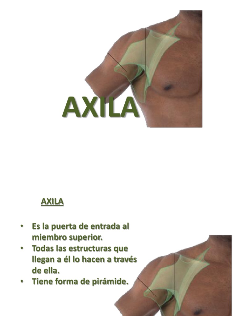 04 Axila | PDF
