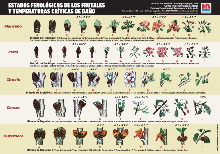 Inta - Estados Fenologicos Pepita y Carozo | PDF | Polinización | Morfología Vegetal