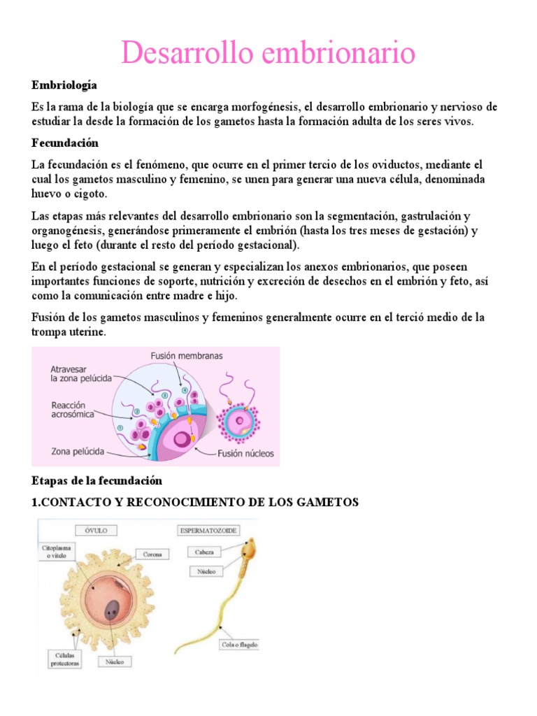 Desarrollo Embrionario | PDF | Embrión | Morfología (biología)