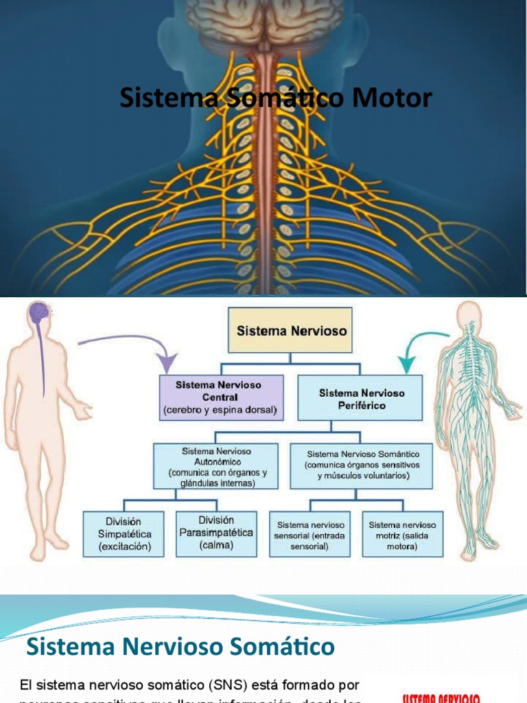Sistema Somático | PDF | Sistema nervioso | Sistema nervioso central