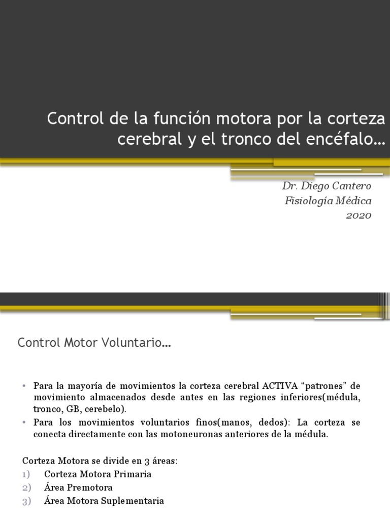 Control de La Función Motora Por La Corteza - Canvas | PDF | Cerebelo ...