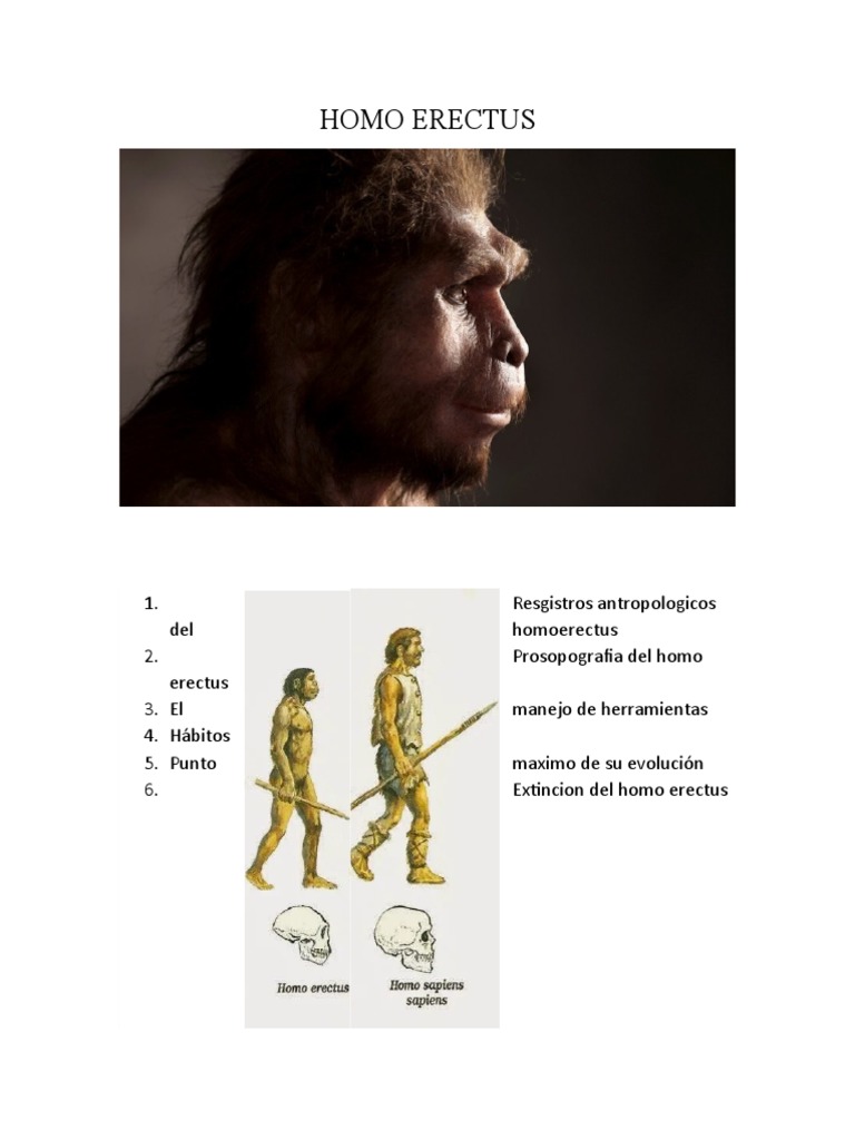 Herramientas y Extinción de Homo Erectus | PDF | Ciencia y matemáticas