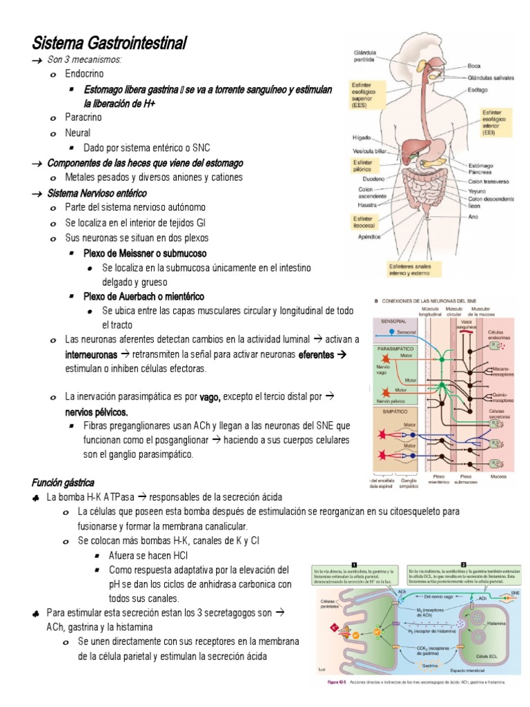 Sistema Gastrointestinal | PDF | Estómago | Anatomía