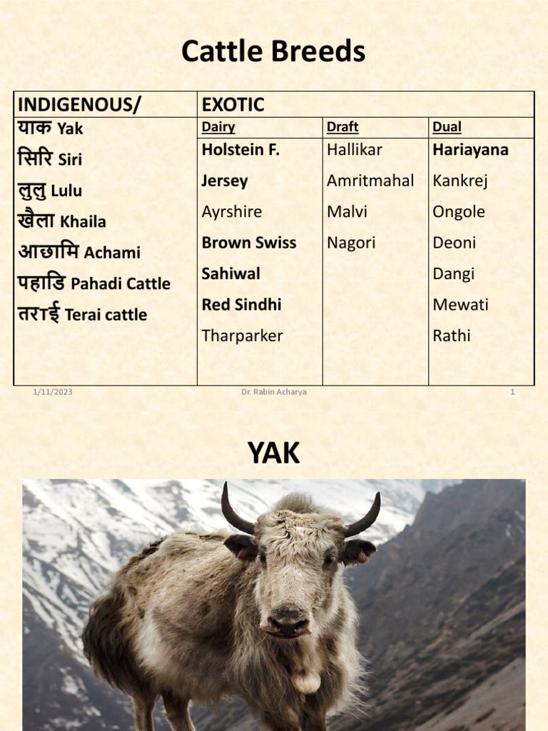 Ruminant Ag 79 Breeds of Cattle and Buffalo | PDF | Dairy Cattle | Cattle