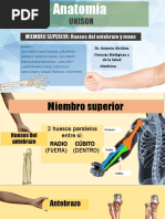 Región Palmar. 2 | PDF | Mano | Anatomía