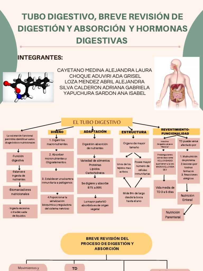 Grupo 1 Tubo Digestivo, Breve Revision de Digestion y Absorcion y Hormonas Digestivas | PDF ...