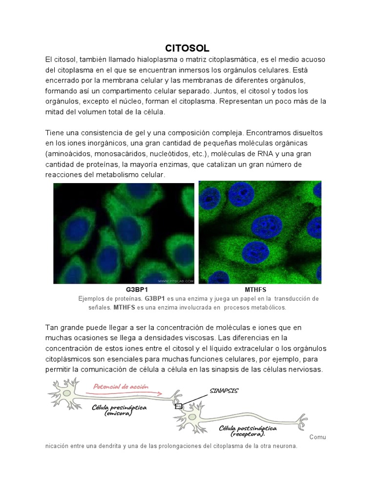 CITOSOL | PDF | Citosol | Citoplasma