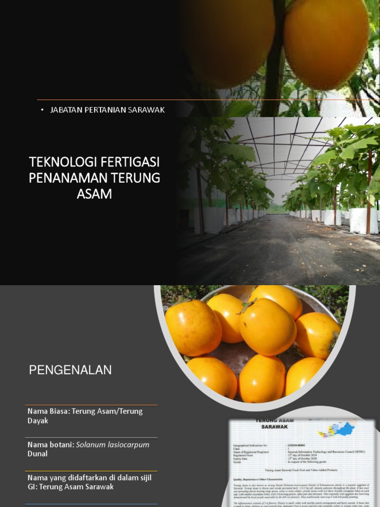 TEKNOLOGI FERTIGASI PENANAMAN TERUNG ASAM Amanda | PDF