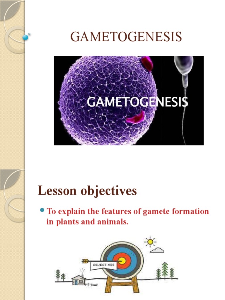 Gametogenesis | PDF