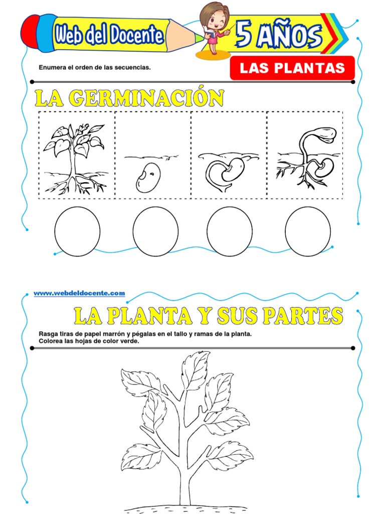 Actividades Creativas sobre Plantas | PDF