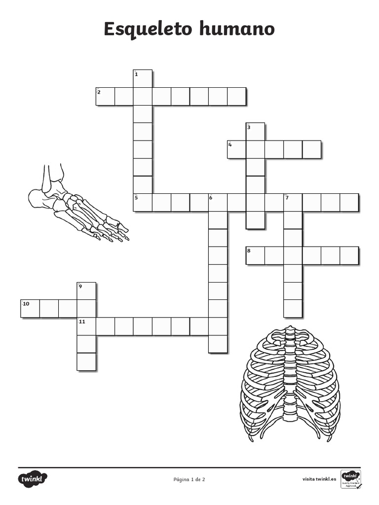 Esqueleto Humano | PDF | Esqueleto | Articulación
