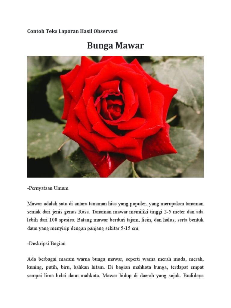 Contoh Teks Laporan Hasil Observasi | PDF | Sains & Matematika
