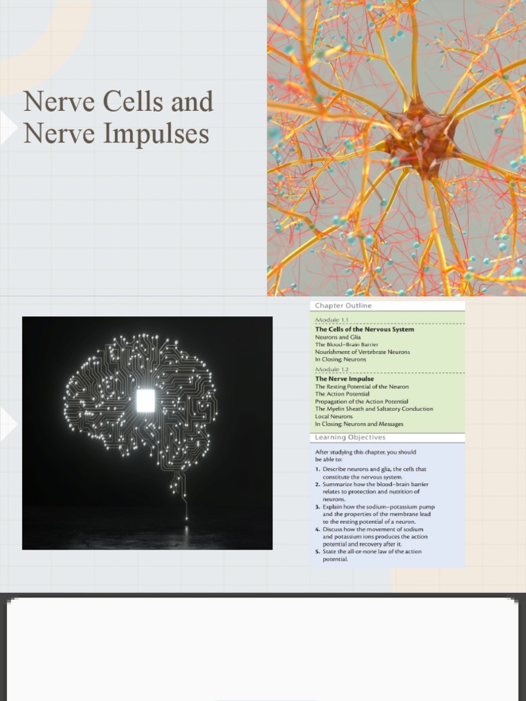 Overview of Neurons and Nerve Impulses | PDF | Action Potential | Axon