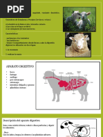Anatomia y Fisiologia Del Pollo | PDF | Pollo | Anatomia animal