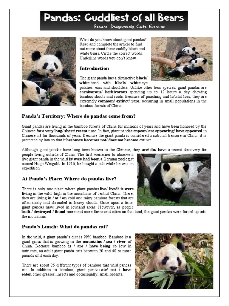 Reading About Pandas | PDF | Giant Panda | Bears
