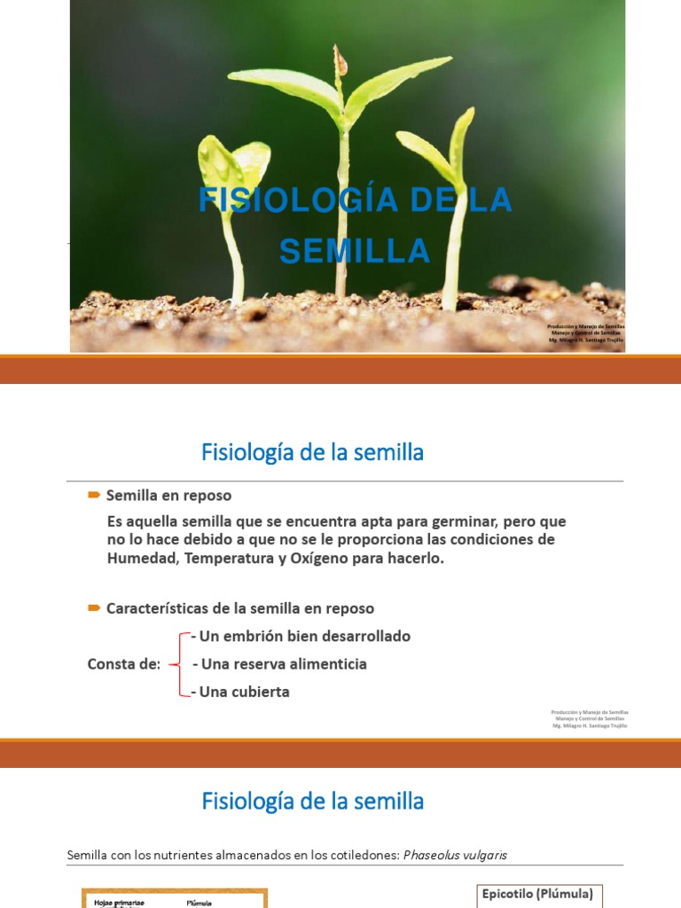 Clase 2 Fisiologiadelasemilla | PDF | Semilla | Germinación