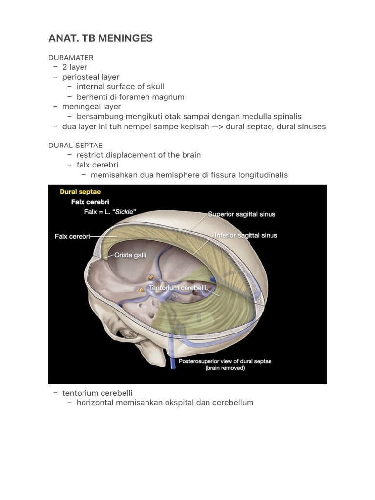 Anat. TB Meninges | PDF