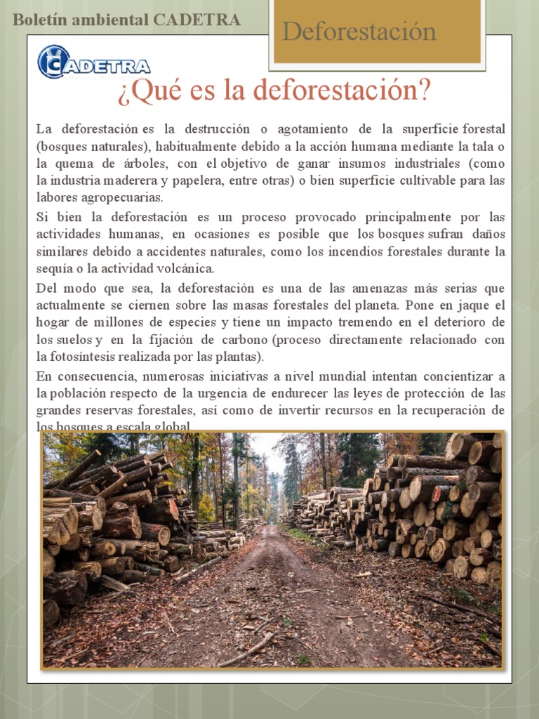 Deforestación: Causas y Consecuencias | PDF | Deforestación | Los bosques