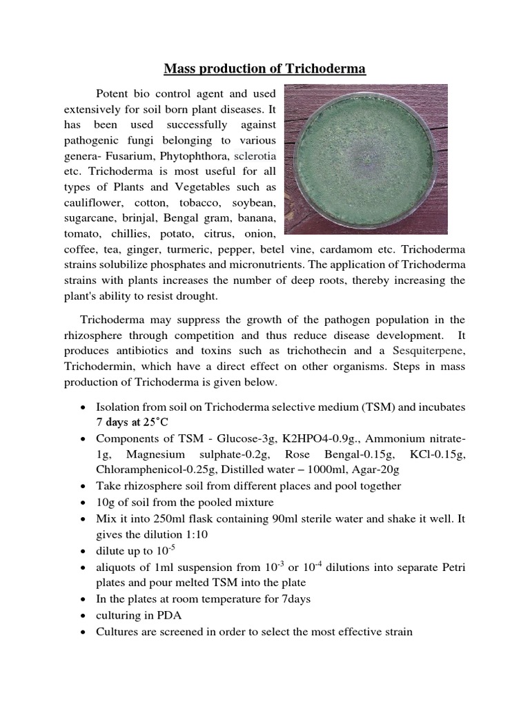 Mass Production of Trichoderma | PDF | Soil | Botany