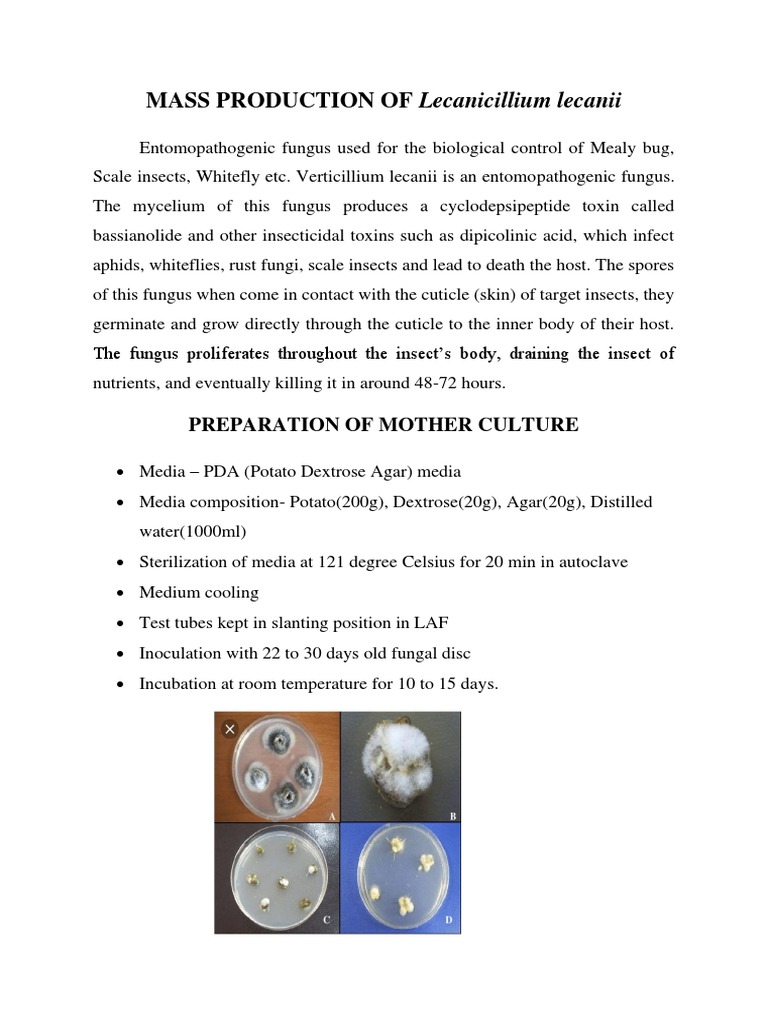 MASS PRODUCTION of Lecanicillium Lecanii | PDF