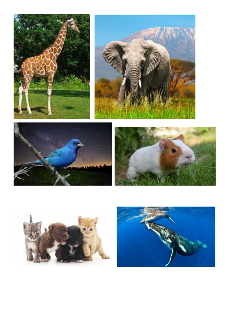 Animales Grandes y Pequeños | PDF
