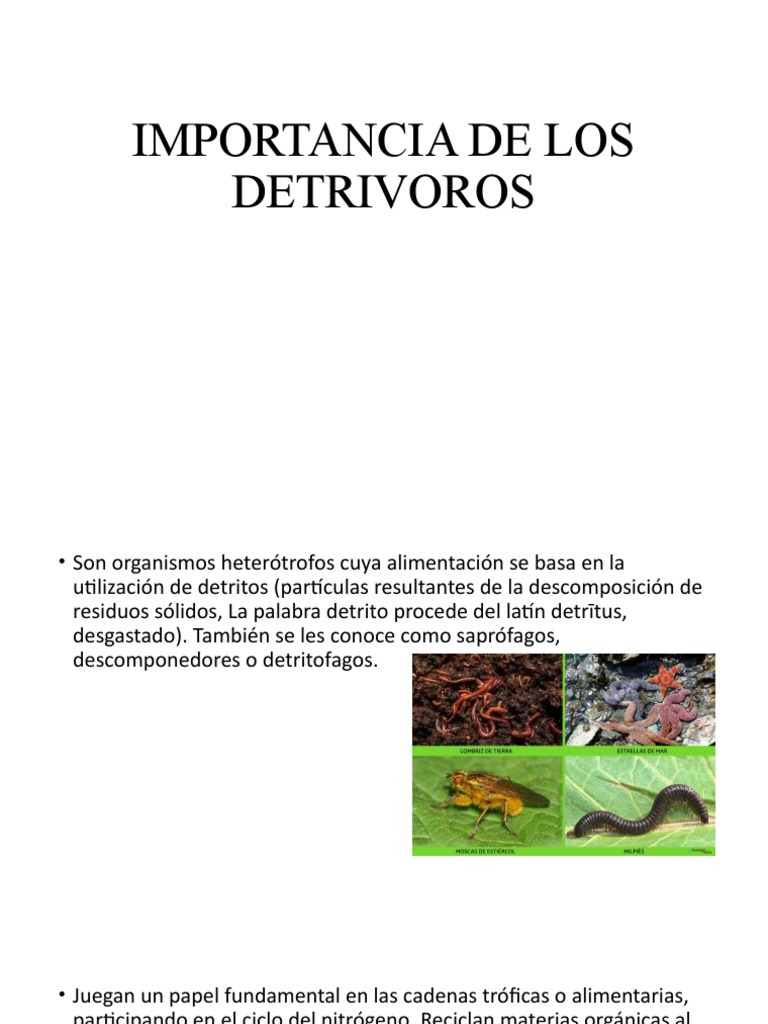 Importancia de Los Detrivoros | PDF