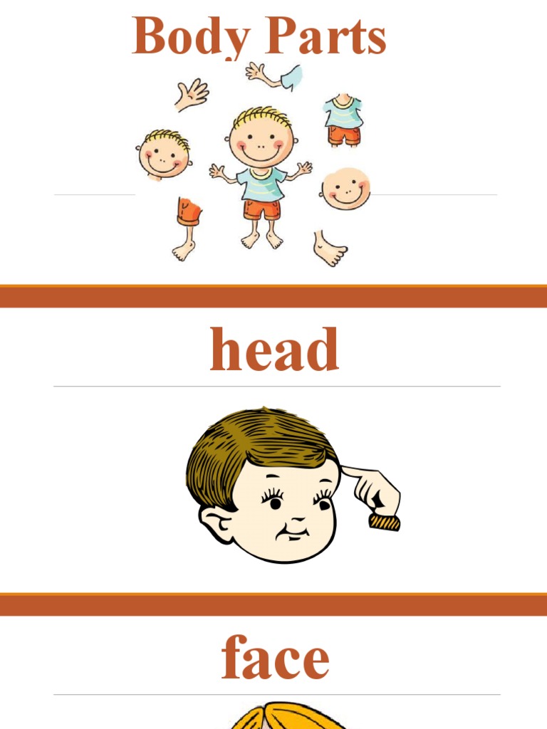 Major Human Body Parts List | PDF