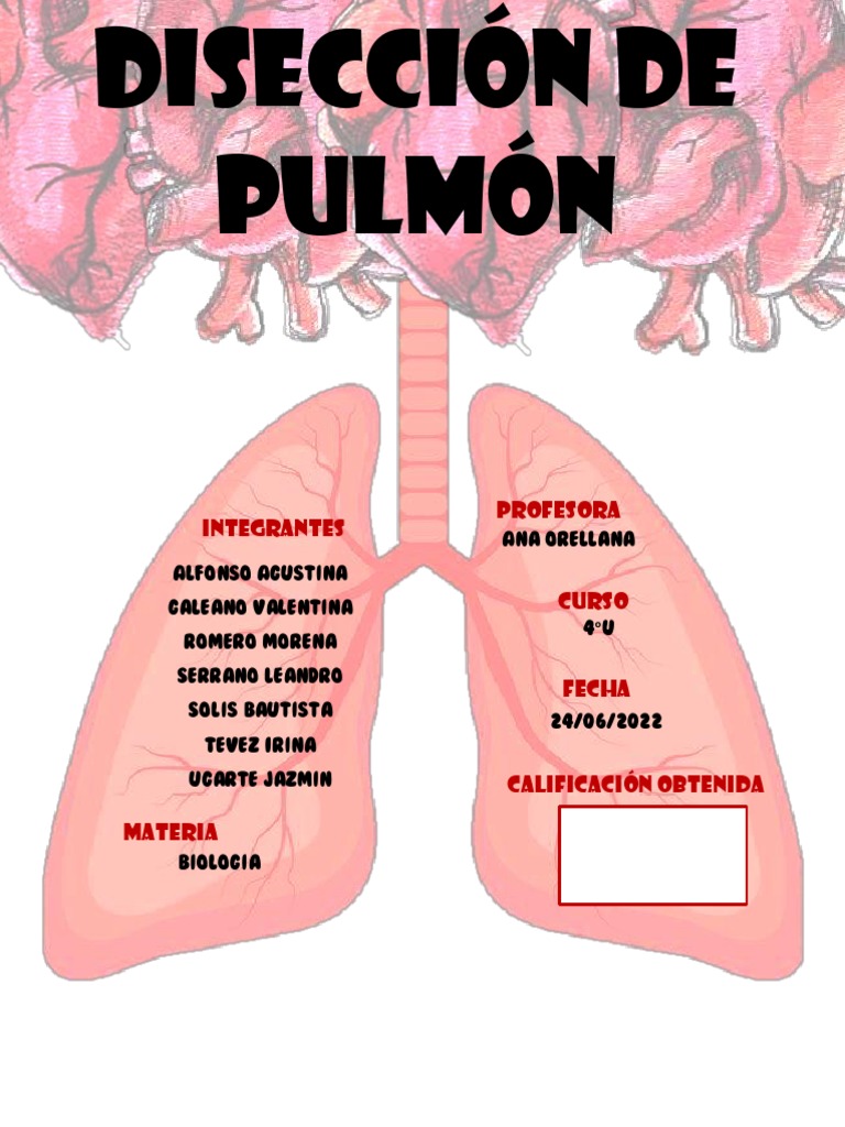 Disección de Pulmón | PDF | Pulmón | Sistema respiratorio