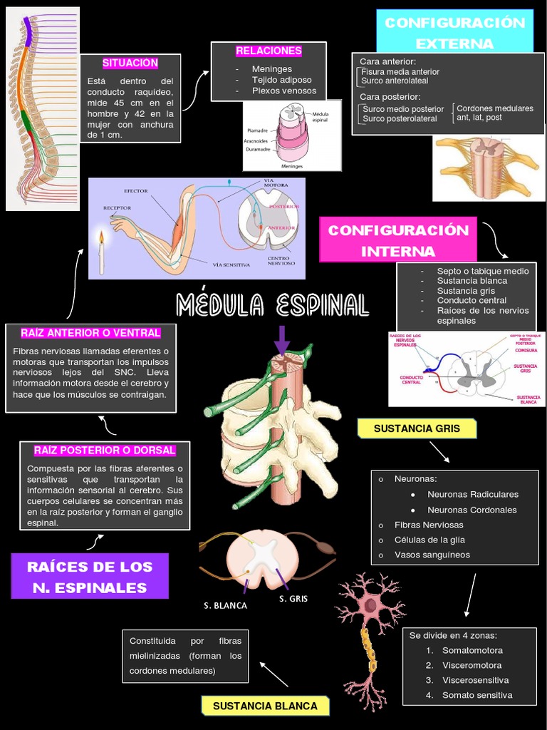 Médula Espinal y Tronco Encefálico | PDF | Médula espinal | Cerebro