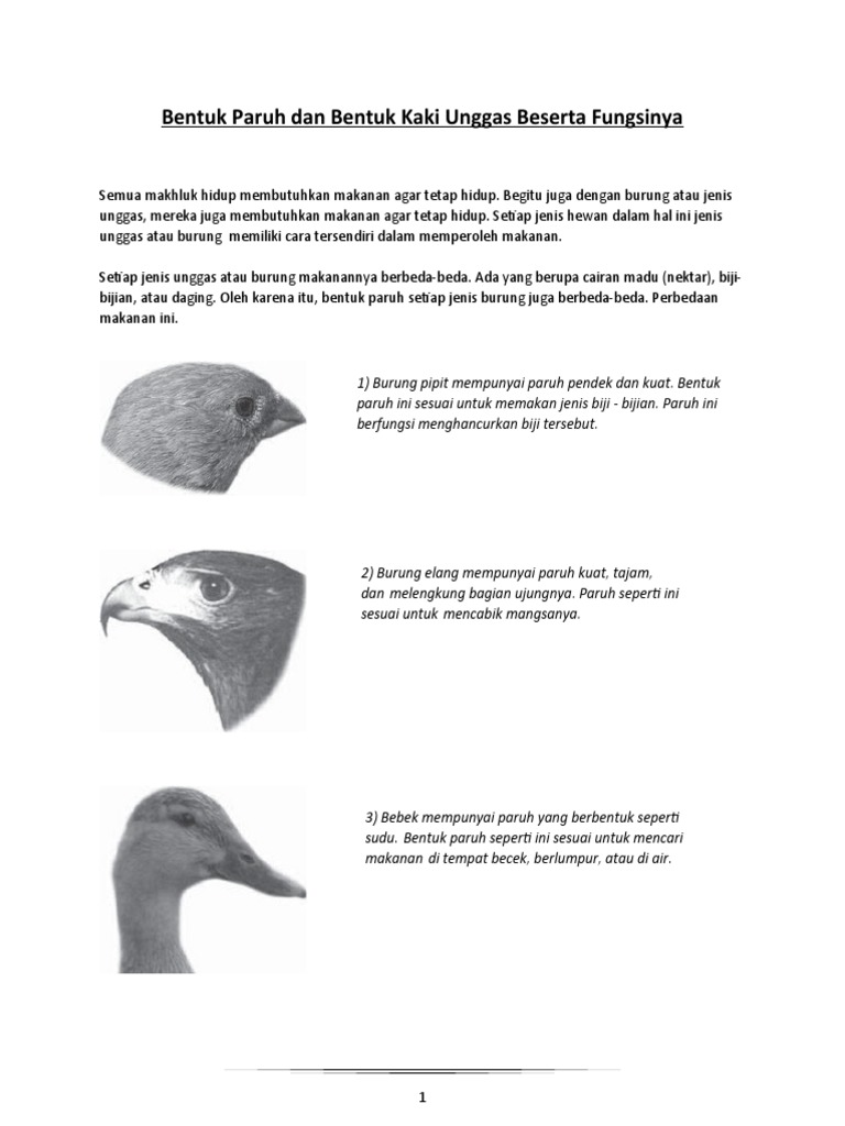Bentuk Paruh Dan Bentuk Kaki Unggas Beserta Fungsinya Edit | PDF