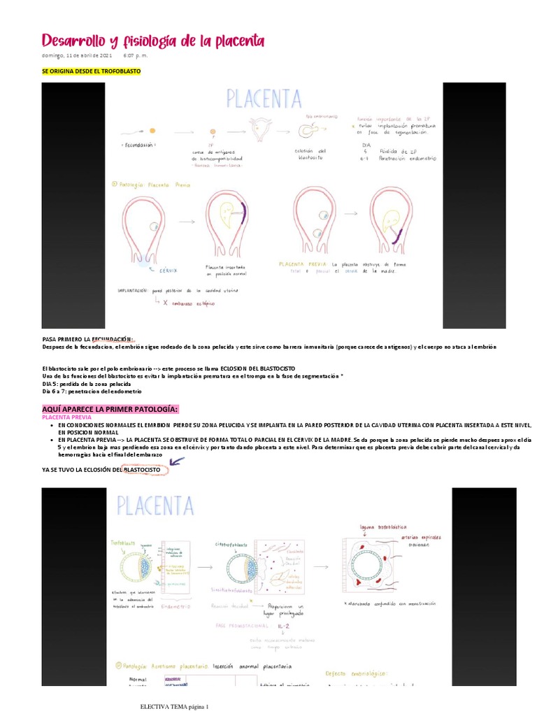 Desarrollo y Fisiología de La Placenta | PDF | Placenta | Feto
