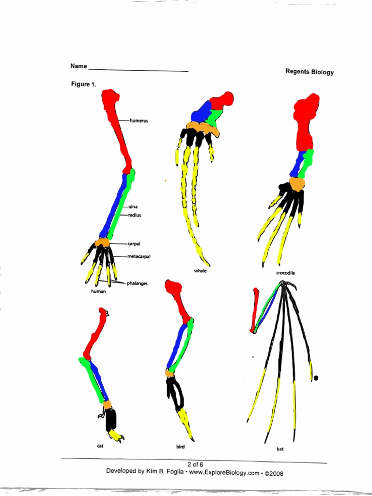 Adam Goebel - Anatomical Evidence For Evolution | PDF | Homology (Biology)