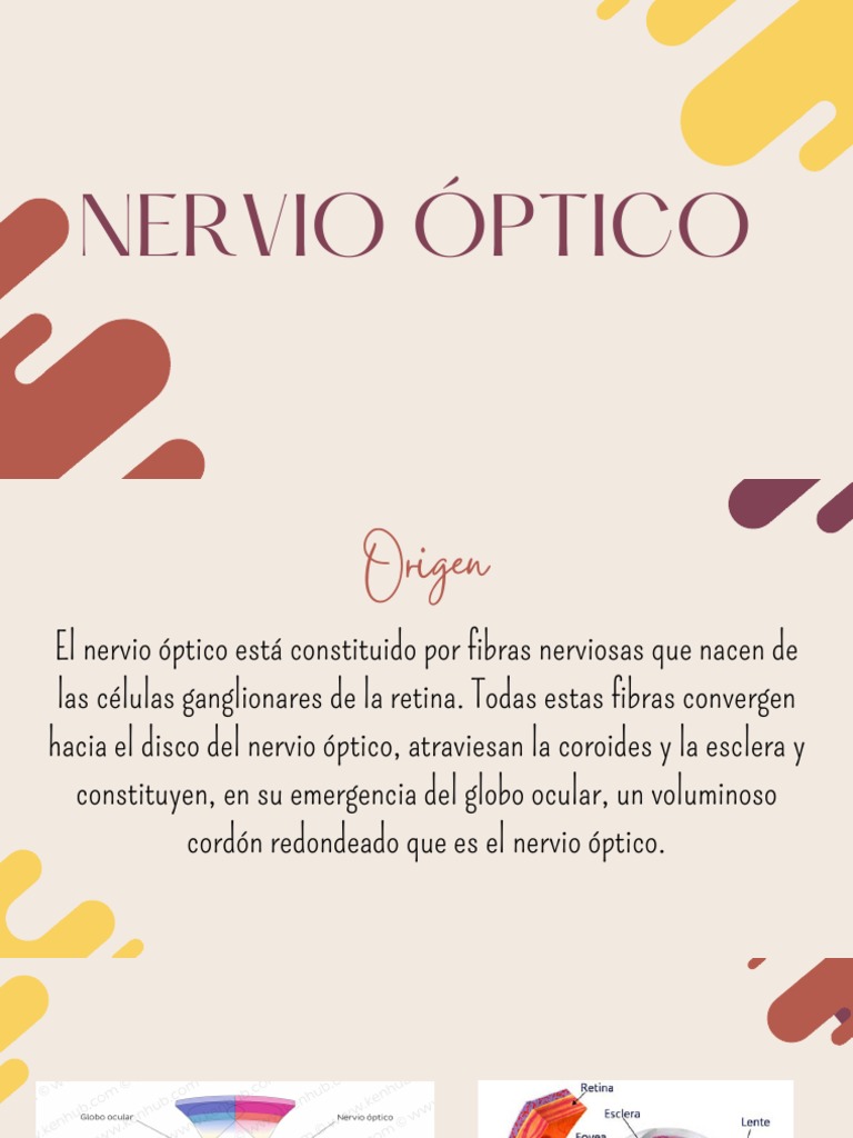 2do Par Craneal | PDF | Nervio | Percepción visual