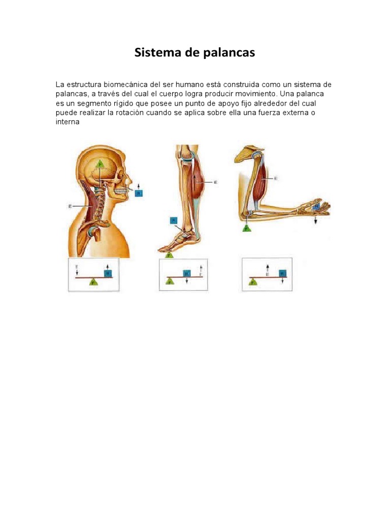 Palancas en la Biomecánica Humana | PDF