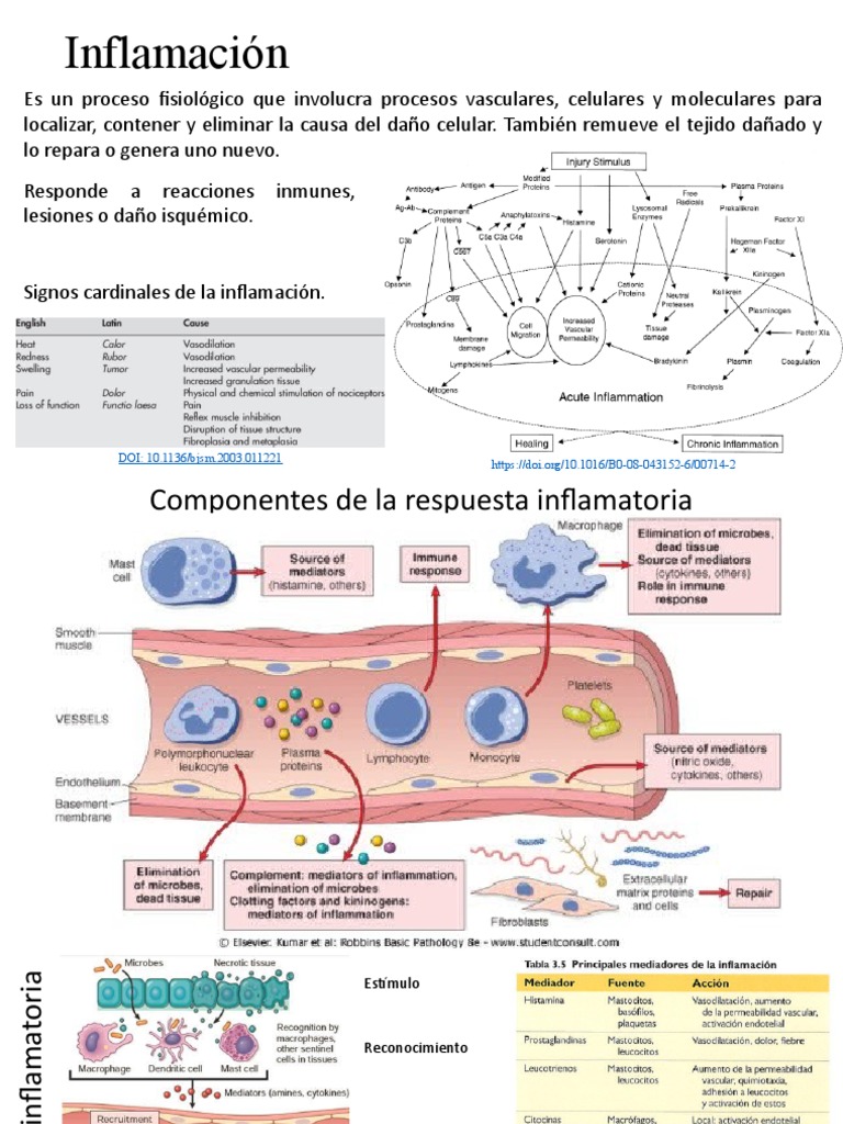 Signos Cardinales de La Inflamacion | PDF | Inflamación | Medicina