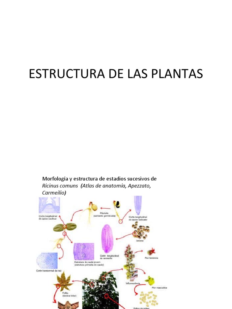 Estructura de Las Plantas-C5 | PDF | Tallo de la planta | Raíz