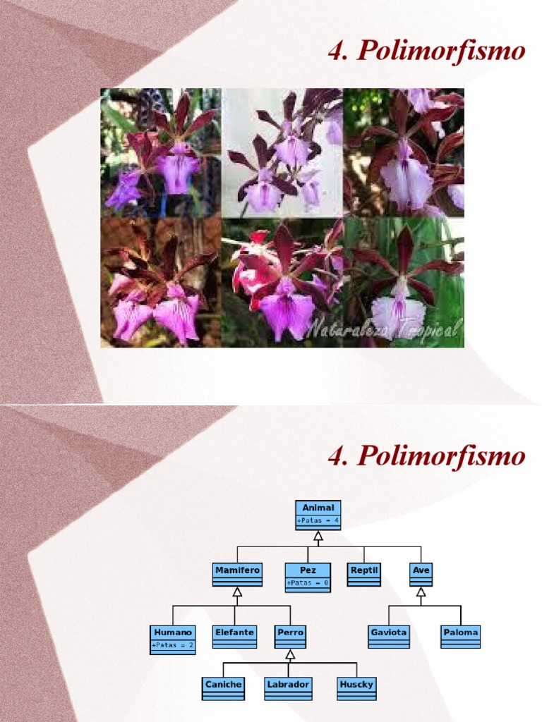 Conceptos y Mecanismos del Polimorfismo | PDF | Métodos y materiales de enseñanza