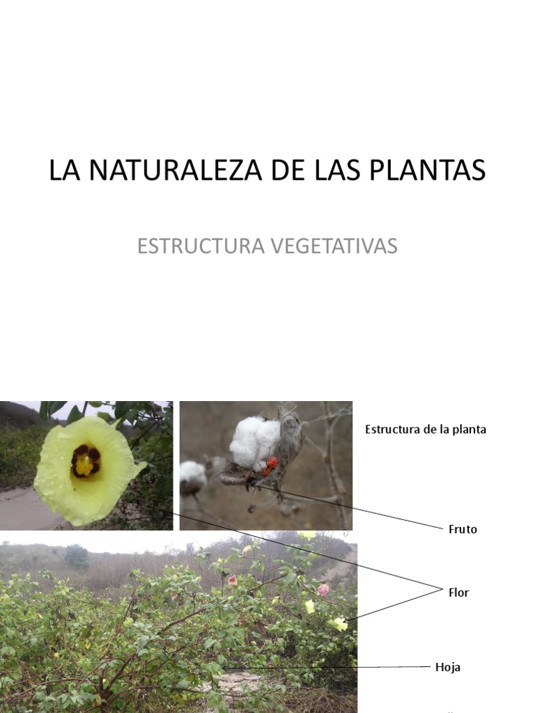 La Naturaleza de Las Plantas-C2 | PDF | Hoja | Flores